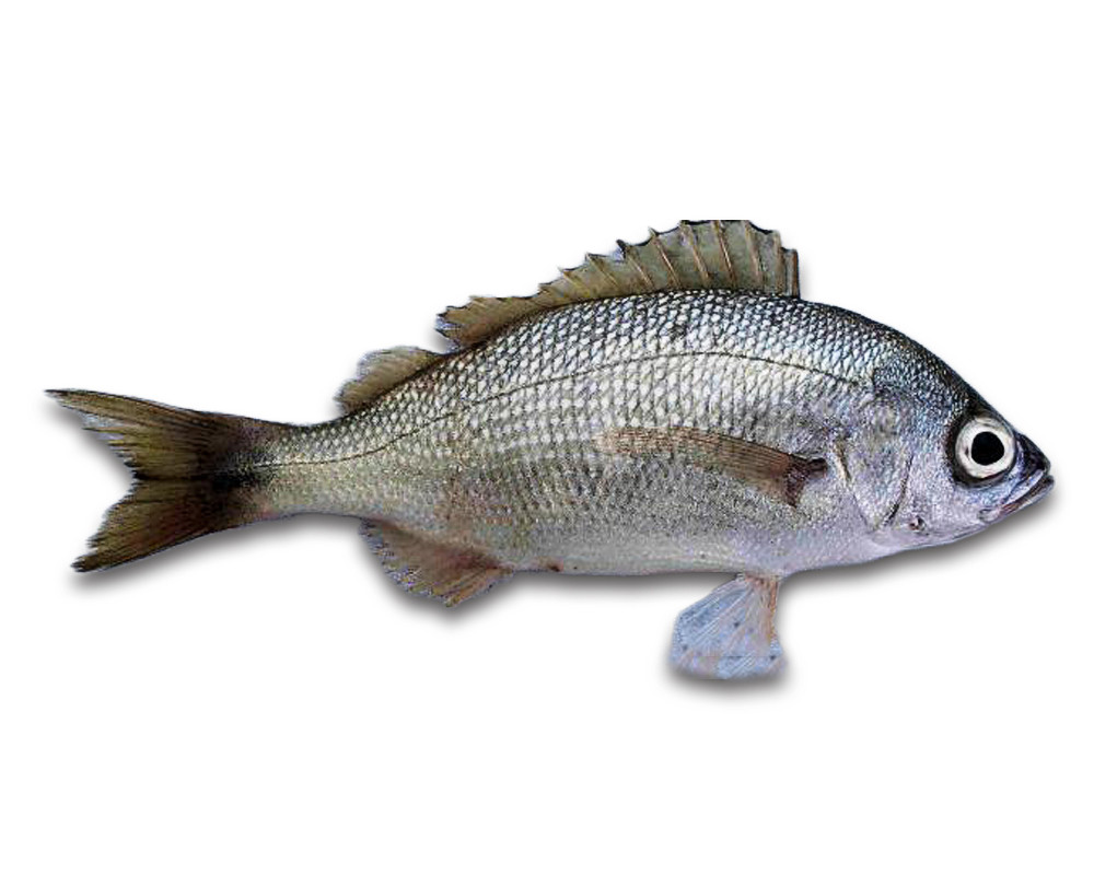 Aywajieune - Sompate Gros