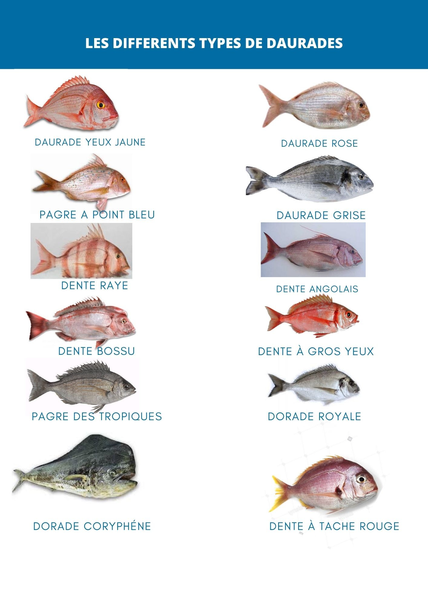Aywajieune - Les types de daurades ( dorades)